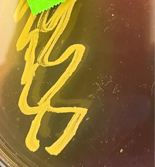 Solved What bacteria is this? It fermented in MSA plate, | Chegg.com