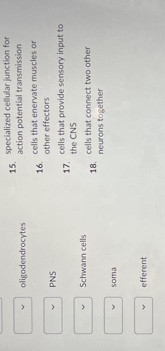 Solved Match the terms and their definitions axon 15. | Chegg.com