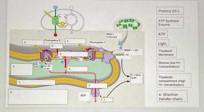 Solved Protons (H+) ATP Synthase Enzyme ATP Light Thylakoid | Chegg.com