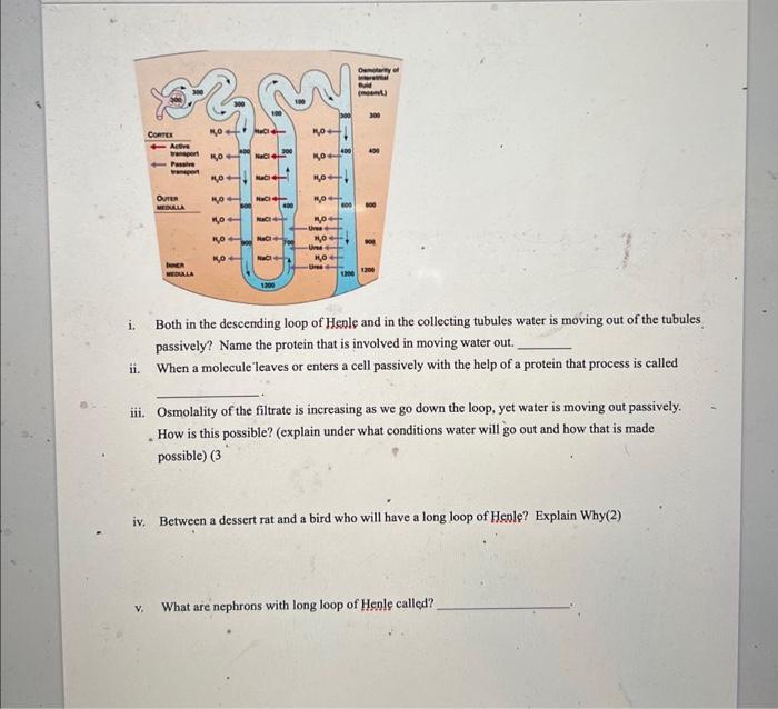 Solved i. Both in the descending loop of Henle and in the | Chegg.com