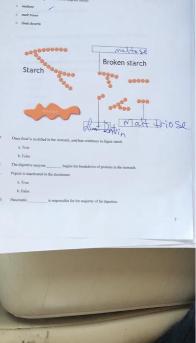 Solved maltose Broken starch -- Starch ooo 00000 90 du Malt | Chegg.com