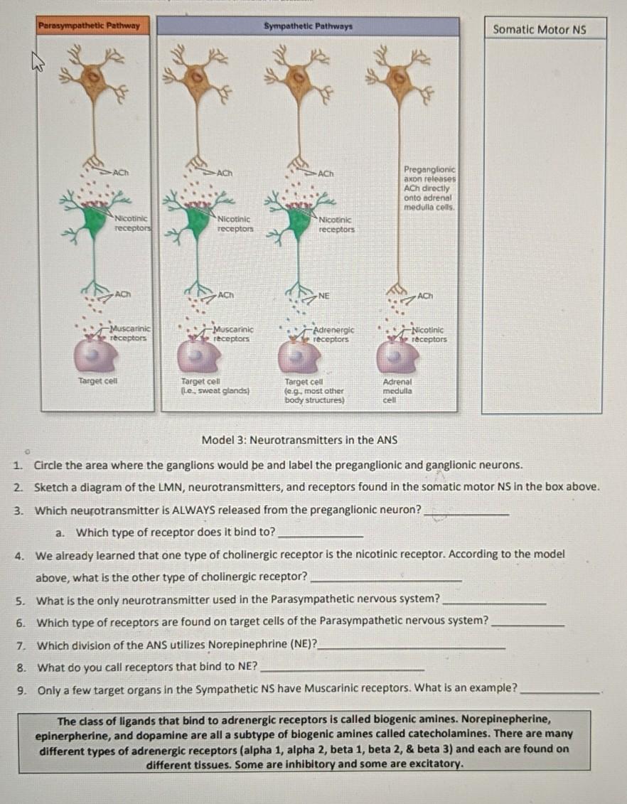 Solved Parasympathetic Pathway Sympathetic Pathways Somatic | Chegg.com