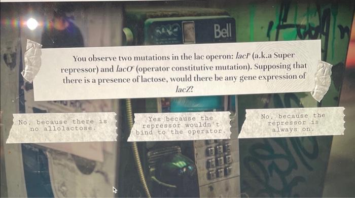 Solved You observe two mutations in the lac operon: lacF | Chegg.com