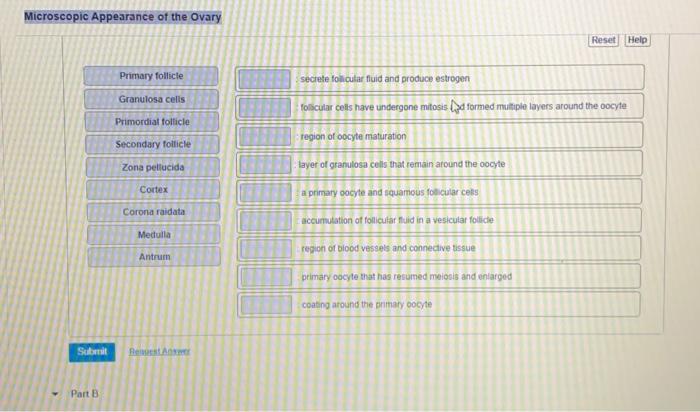 Solved Microscopic Appearance of the Ovary Reset Help | Chegg.com