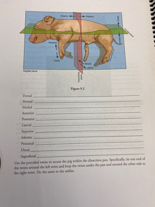 Proximal Distal Sagittal plane Transverse plane | Chegg.com