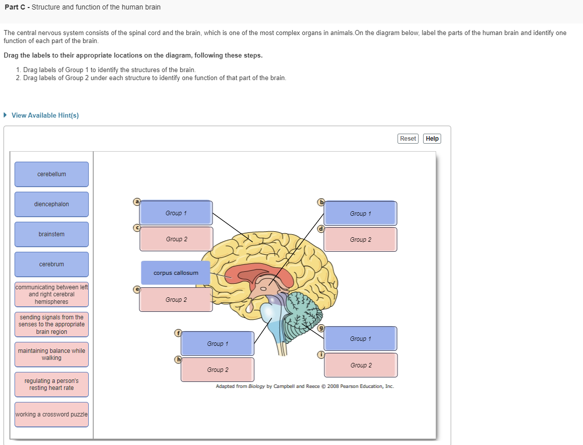 Solved Part C - ﻿Structure and function of the human brain | Chegg.com