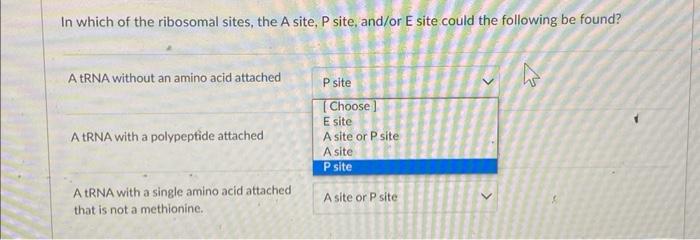 Solved In which of the ribosomal sites, the A site, P site, | Chegg.com