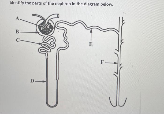 Solved Identify the parts of the nephron in the diagram | Chegg.com