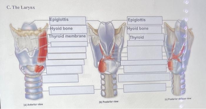 Solved C. The Larynx | Chegg.com