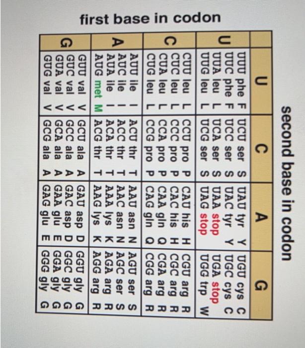 Solved first base in codon 1. In a mutant analysis, a goal | Chegg.com