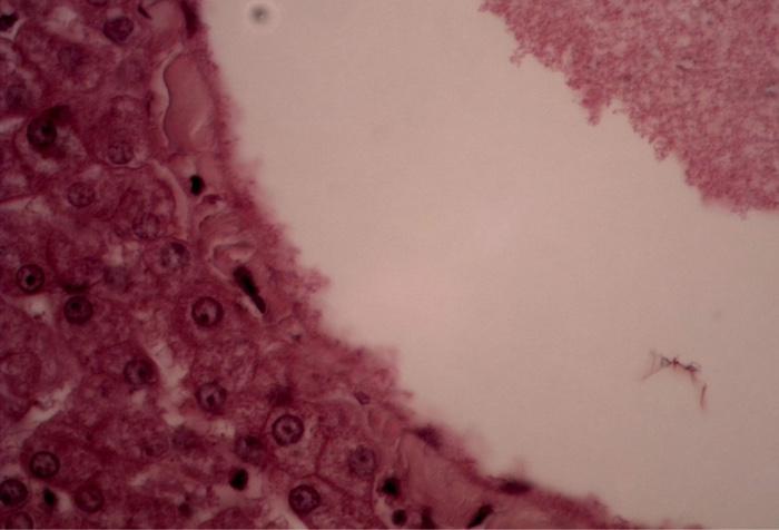 Solved generalized animal cell label the slide | Chegg.com