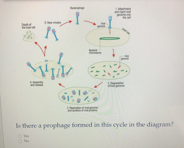 Solved Question Completion Status: Question 15 LYTIC CYCLE | Chegg.com