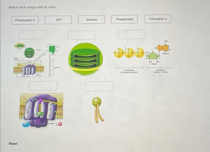 Solved Reset | Chegg.com