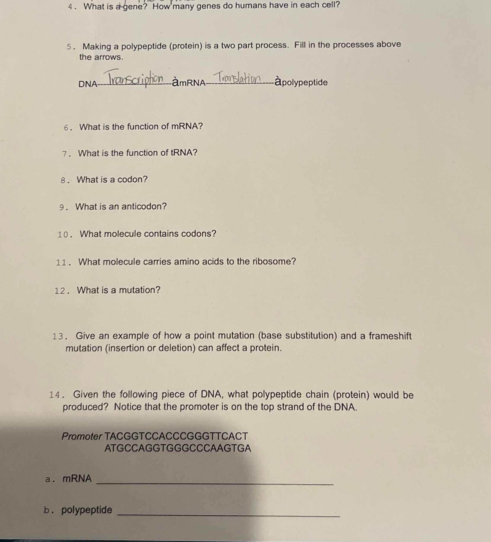 Solved What is a gene? How many genes do humans have in each | Chegg.com