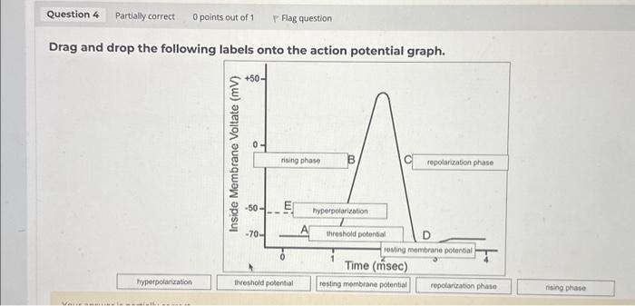 Solved Drag and drop the following labels onto the action | Chegg.com
