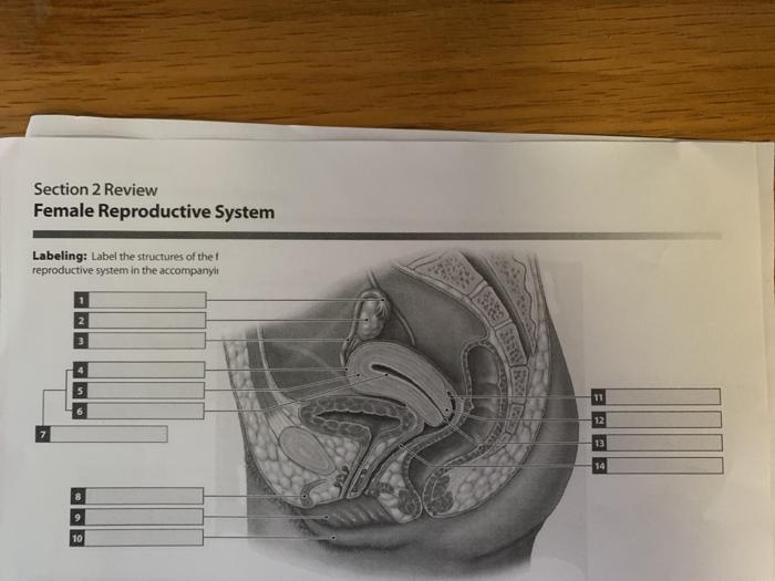 Solved Section 2 Review Female Reproductive System Labeling: | Chegg.com