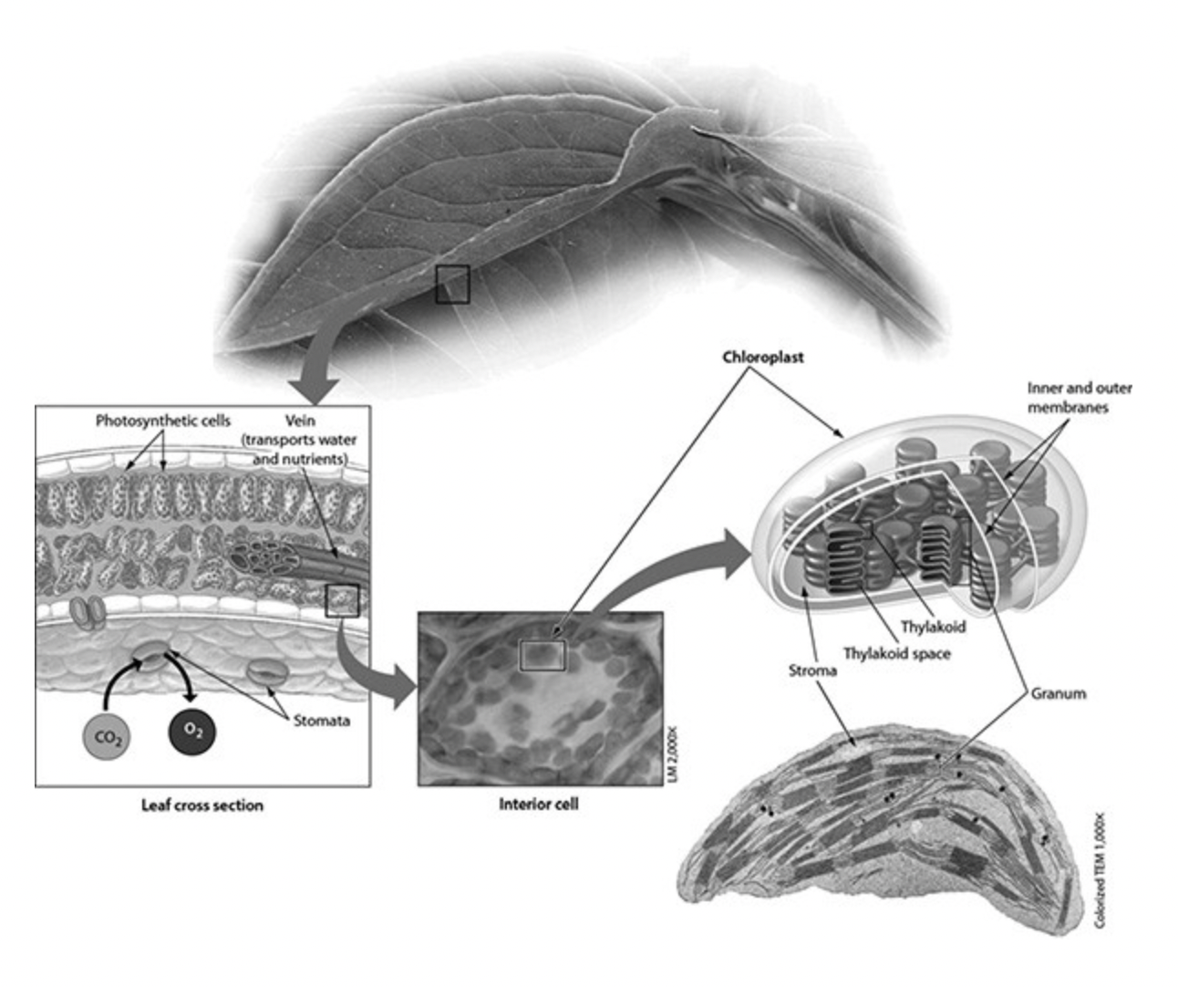 Solved Refer to the accompanying figure. Plant cells that | Chegg.com