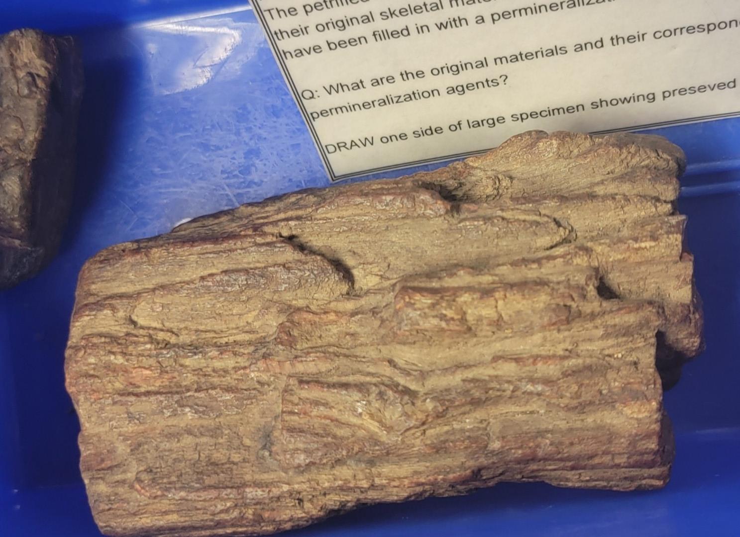 Solved Fossilizati Permineralization (or Petrification) The | Chegg.com