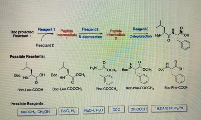 Solved Boc protected Reactant 1 === Reagent 1 Peptide | Chegg.com
