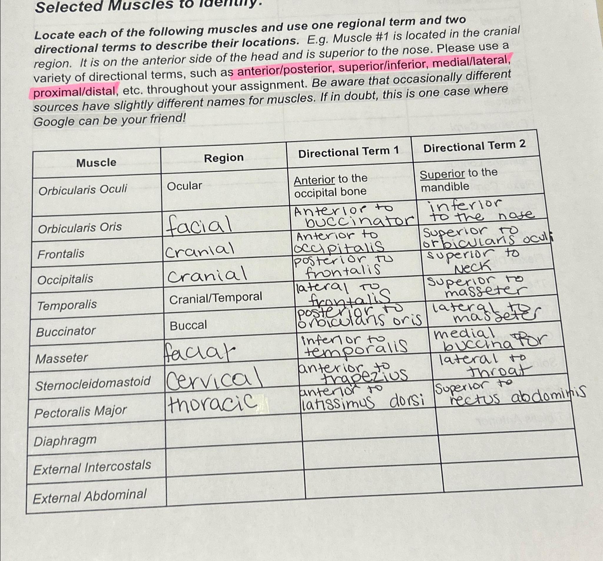 Solved Locate each of the following muscles and use one | Chegg.com