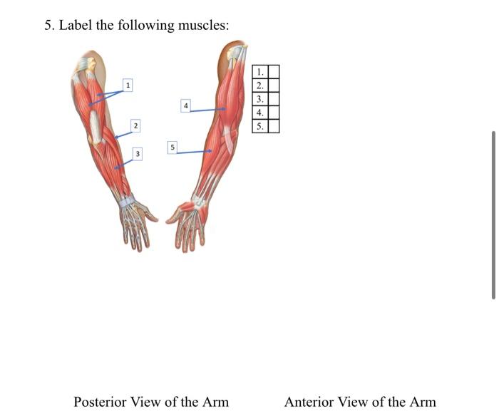 Solved 5. Label the following muscles: 1. 2. 3. 4. 5. 5 | Chegg.com