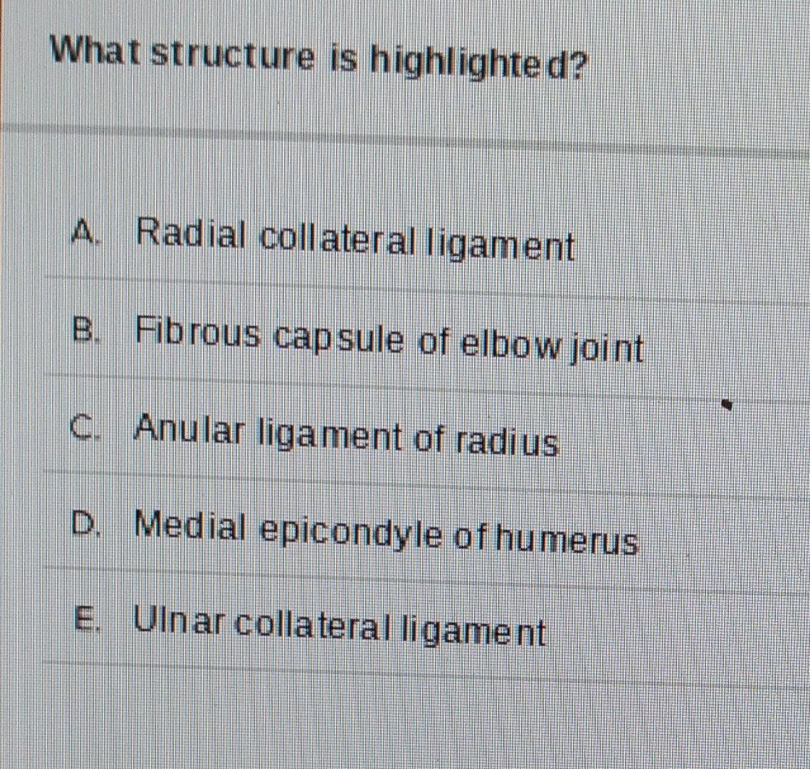 Solved What structure is highlighted? A. Radial collateral | Chegg.com