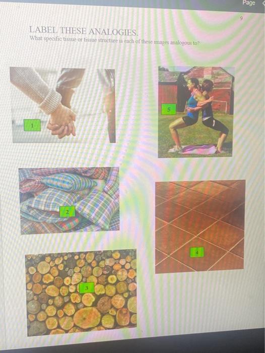 Solved Page LABEL THESE ANALOGIES What specific tissue or | Chegg.com