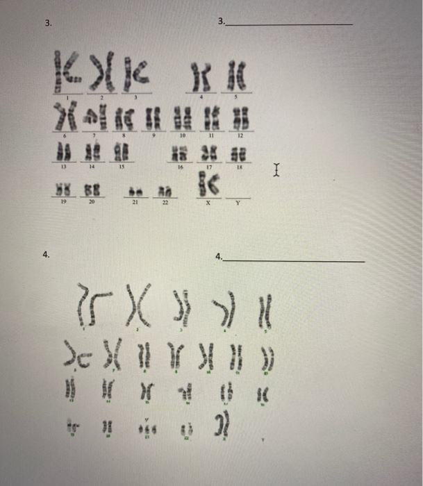 Solved Enter the karyotype descriptions for the following | Chegg.com