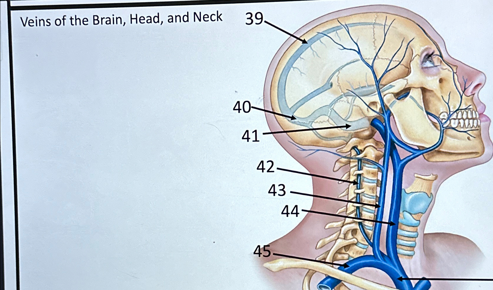 Solved Veins of the Brain, Head, and Neck | Chegg.com