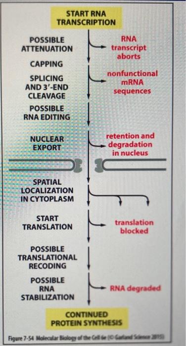 Solved START RNA TRANSCRIPTION CONTINUED PROTEIN SYNTHESIS | Chegg.com