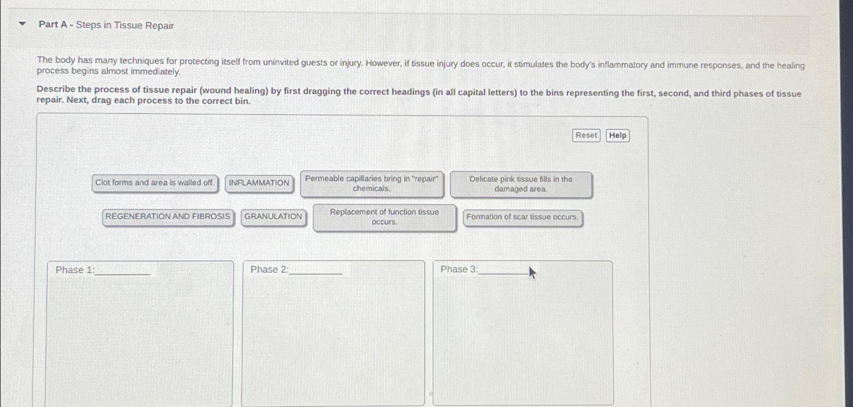 Solved Part A - ﻿Steps in Tissue RepairThe body has many | Chegg.com