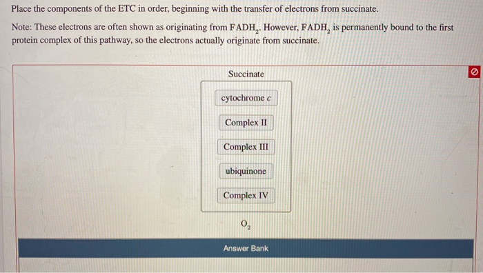 Solved Place the components of the ETC in order, beginning | Chegg.com