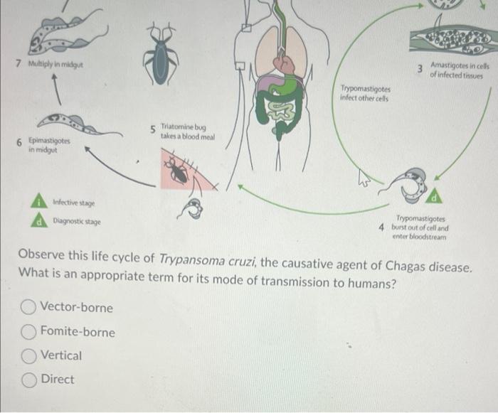 Solved What is the basis of antigenic variation in | Chegg.com