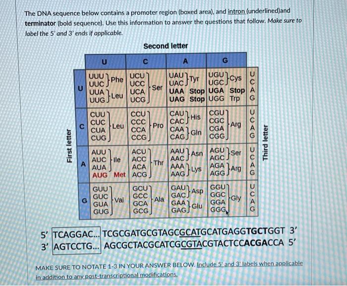 Solved The DNA sequence below contains a promoter region | Chegg.com