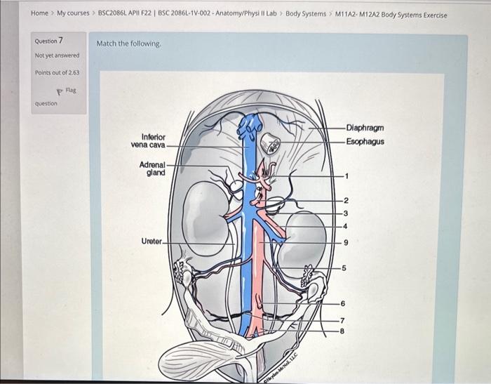 Solved Home > My courses > BSC2086LAPII F22 | BSC | Chegg.com