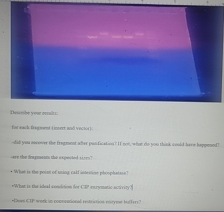 Solved Describe your results:for each fragment (insert and | Chegg.com