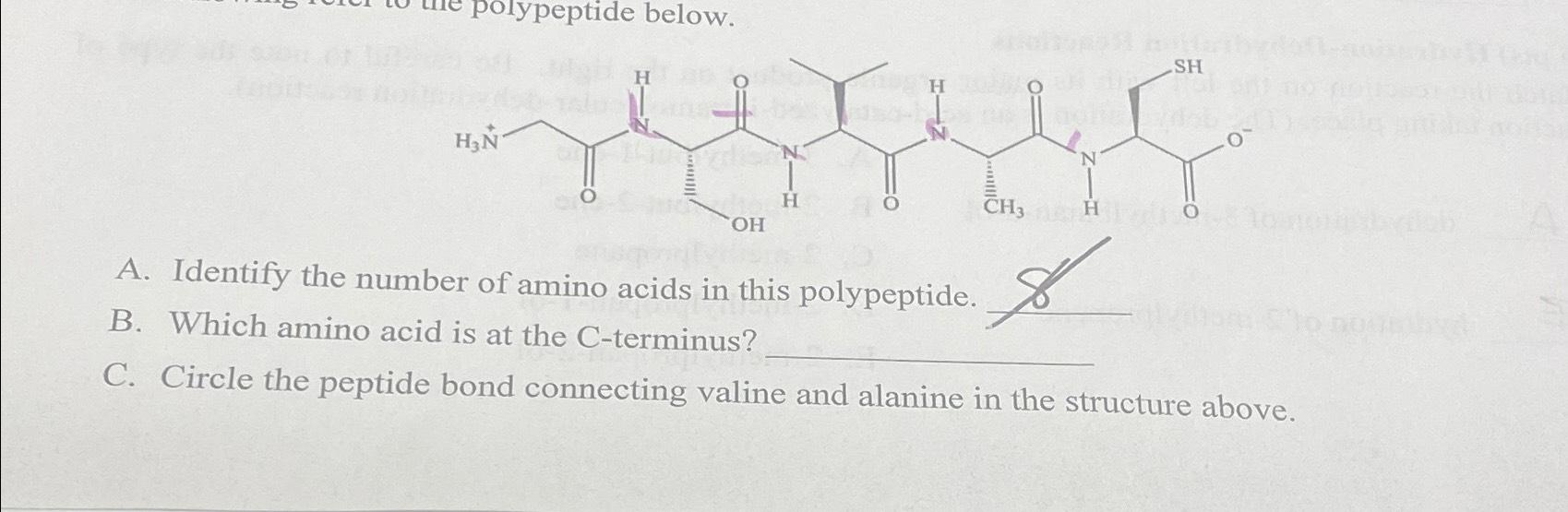 Solved A. ﻿Identify the number of amino acids in this | Chegg.com