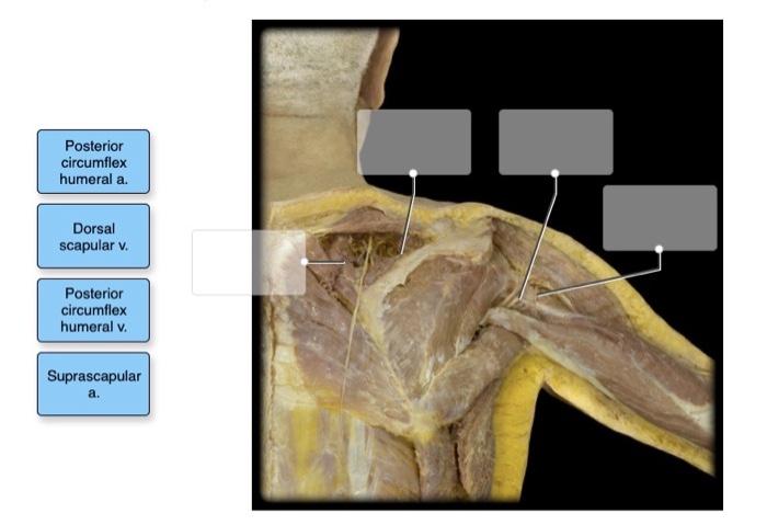 Solved Shoulder and arm posterior vasculature layer 5 Label | Chegg.com