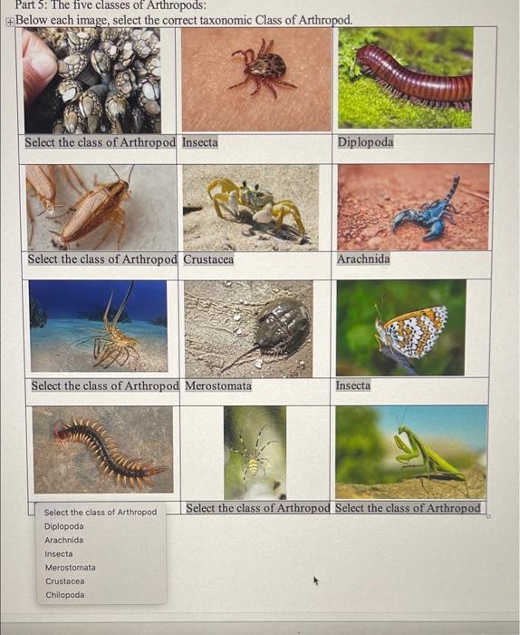 Part 5: The five classes of Arthropods: Below each | Chegg.com