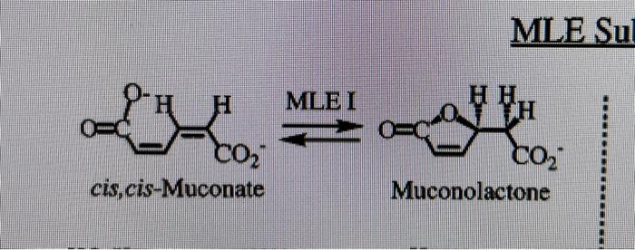Solved MLE Su MLE I cis,cis-Muconate Muconolactone | Chegg.com