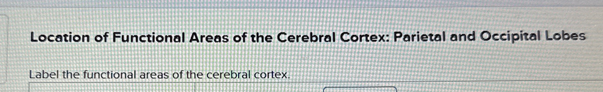Solved Location of Functional Areas of the Cerebral Cortex: | Chegg.com