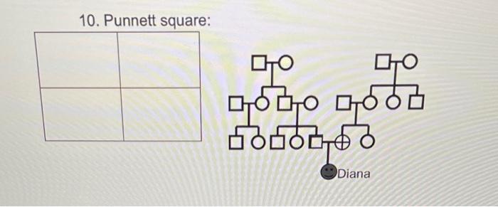 Create a punnet square looking at the diagram to the | Chegg.com
