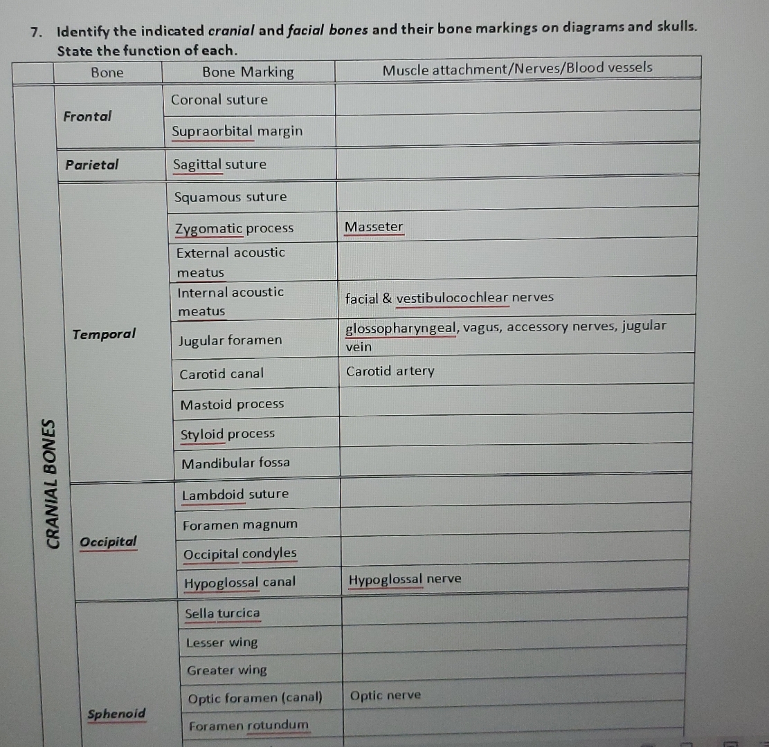 Solved Identify the indicated cranial and facial bones and | Chegg.com