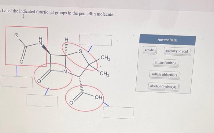 Solved Label the indicated functional groups in the | Chegg.com