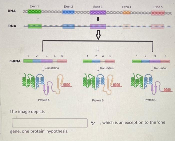 Solved Exon 2 Exon 3 Exon 4 Exon 5 DNA Exon 1 200000000000 | Chegg.com