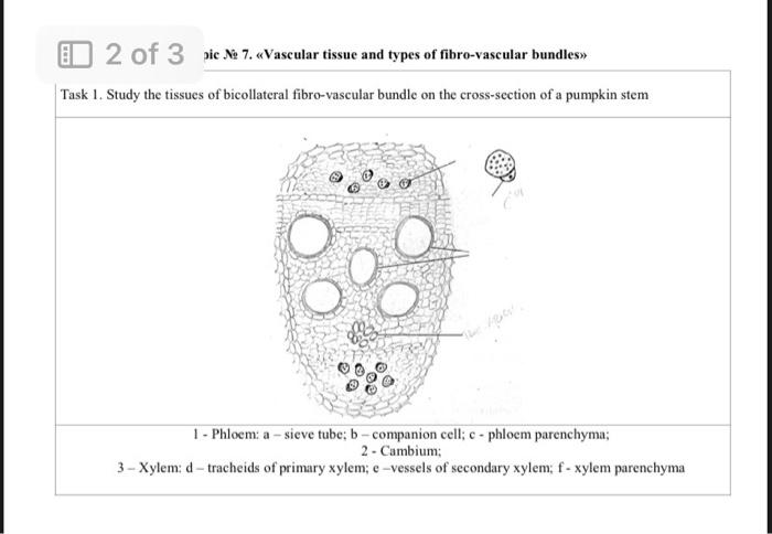 Solved Task 1. Study the tissues of bicollateral | Chegg.com