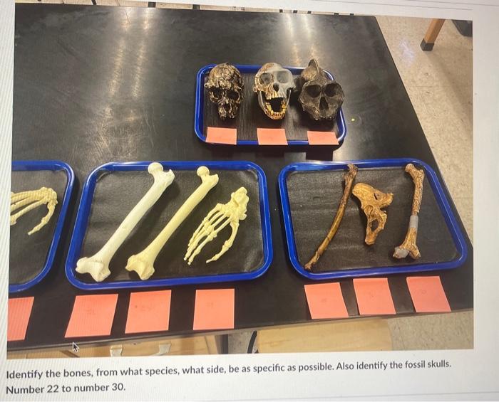Three sets of Skulls. Identify what species they are, | Chegg.com