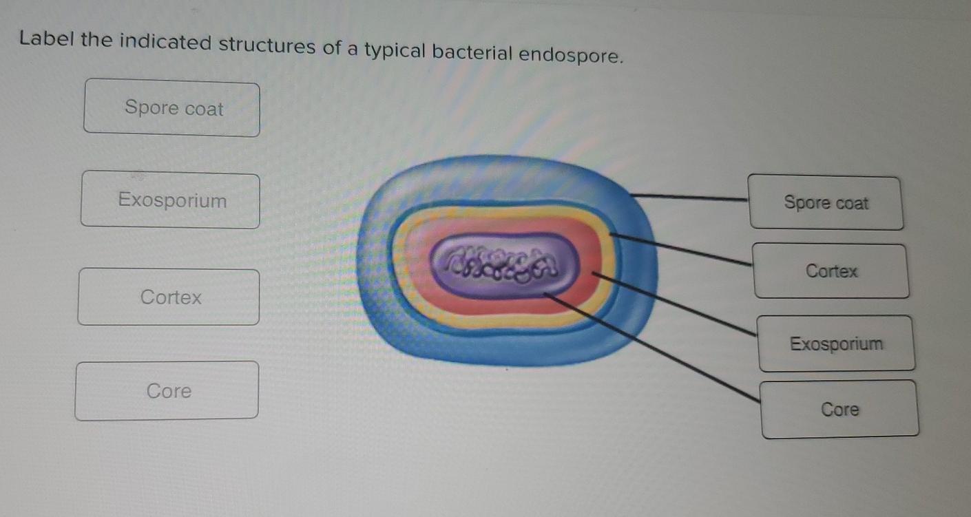 Solved Label the indicated structures of a typical bacterial | Chegg.com