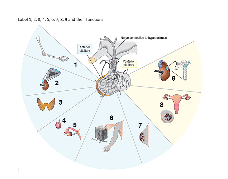 Solved Label 1, 2, 3, 4, 5, 6, 7, 8, 9 ﻿and their functions| | Chegg.com