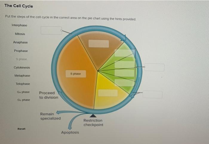 Solved The Cell Cycle Put the steps of the cell cycle in the | Chegg.com